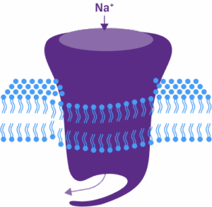 Mechanism of Action (MOA) | XCOPRI® (cenobamate tablets) CV